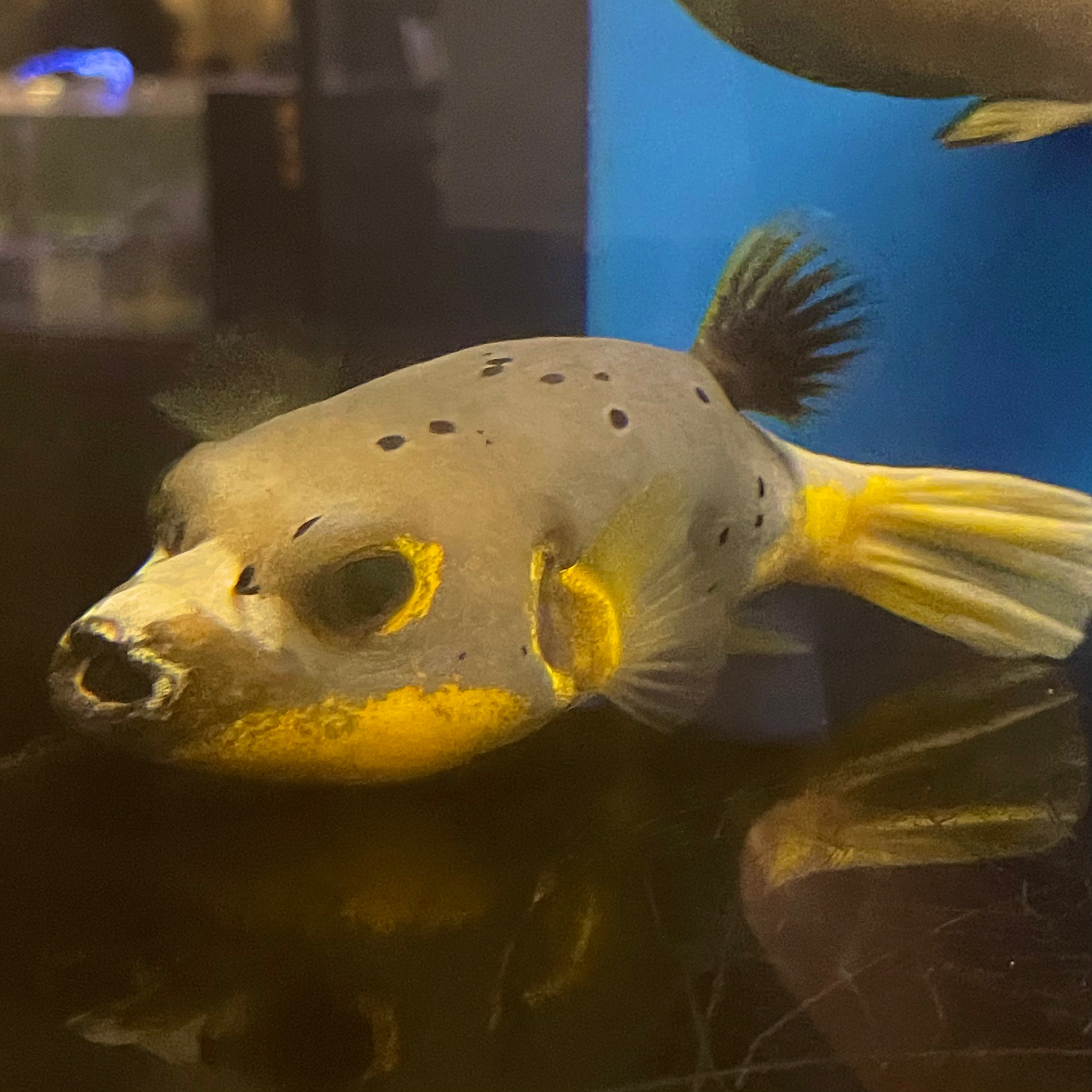 Yellow Belly Dogface Puffer Lg – Richmond Aquarium