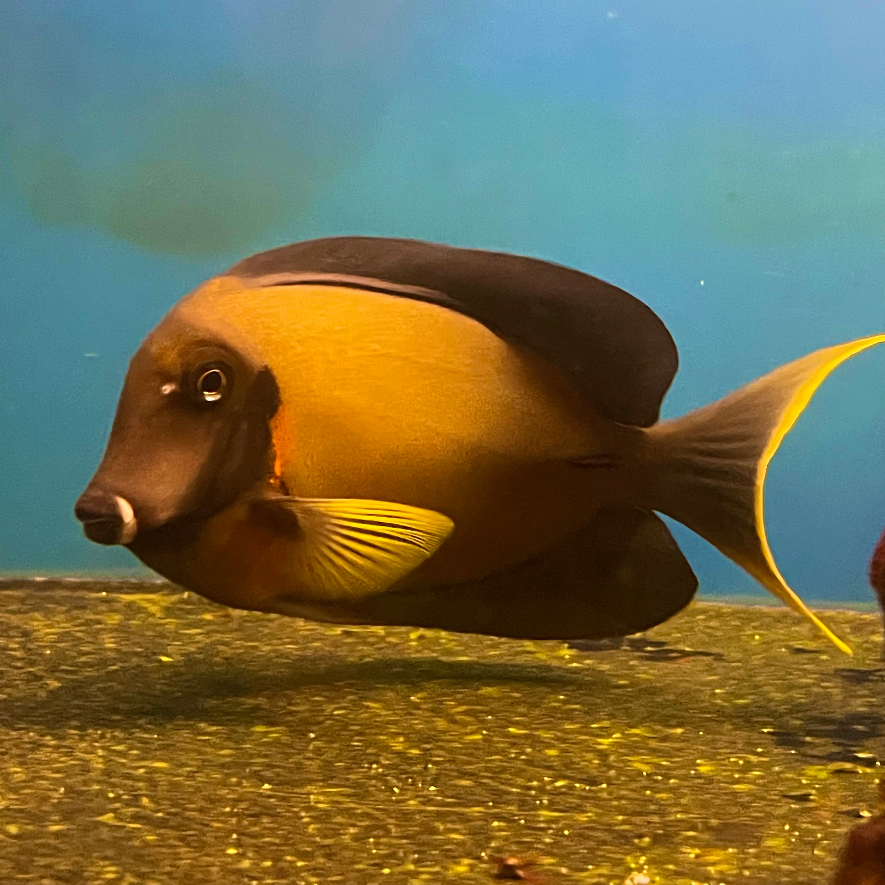 Chocolate Tang XLG – Richmond Aquarium