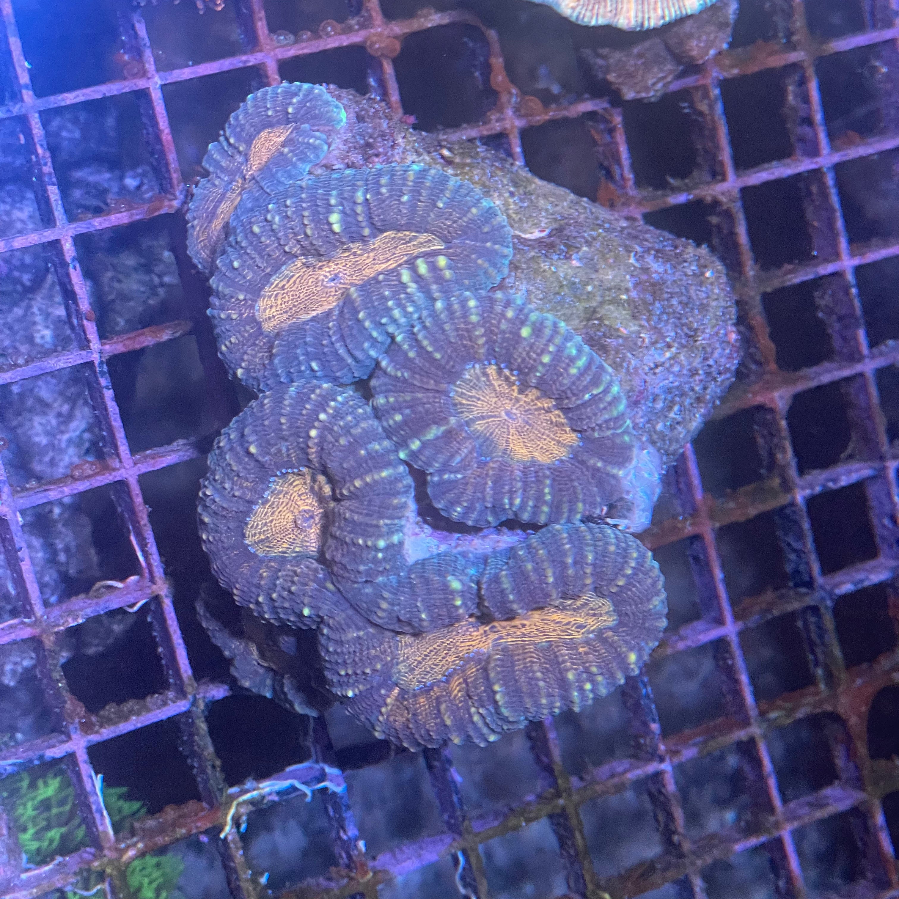 Lobo – Richmond Aquarium