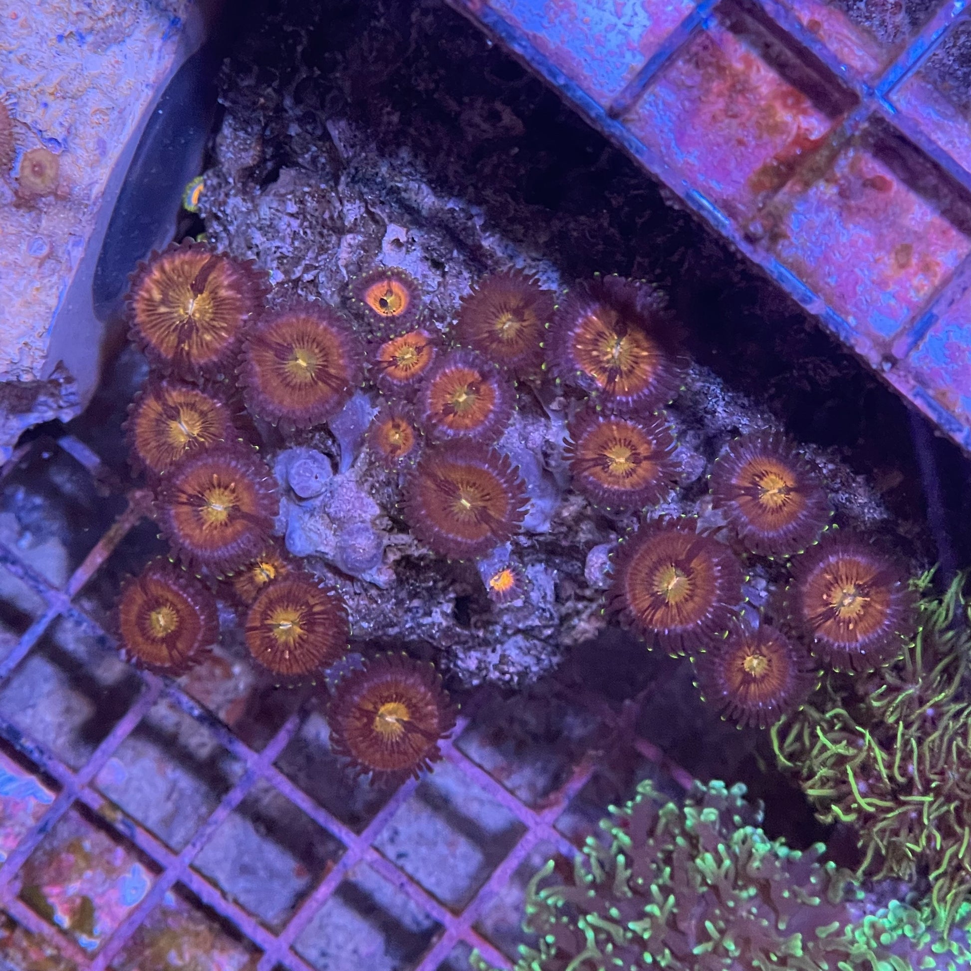 Nirvana Zoa Rock – Richmond Aquarium