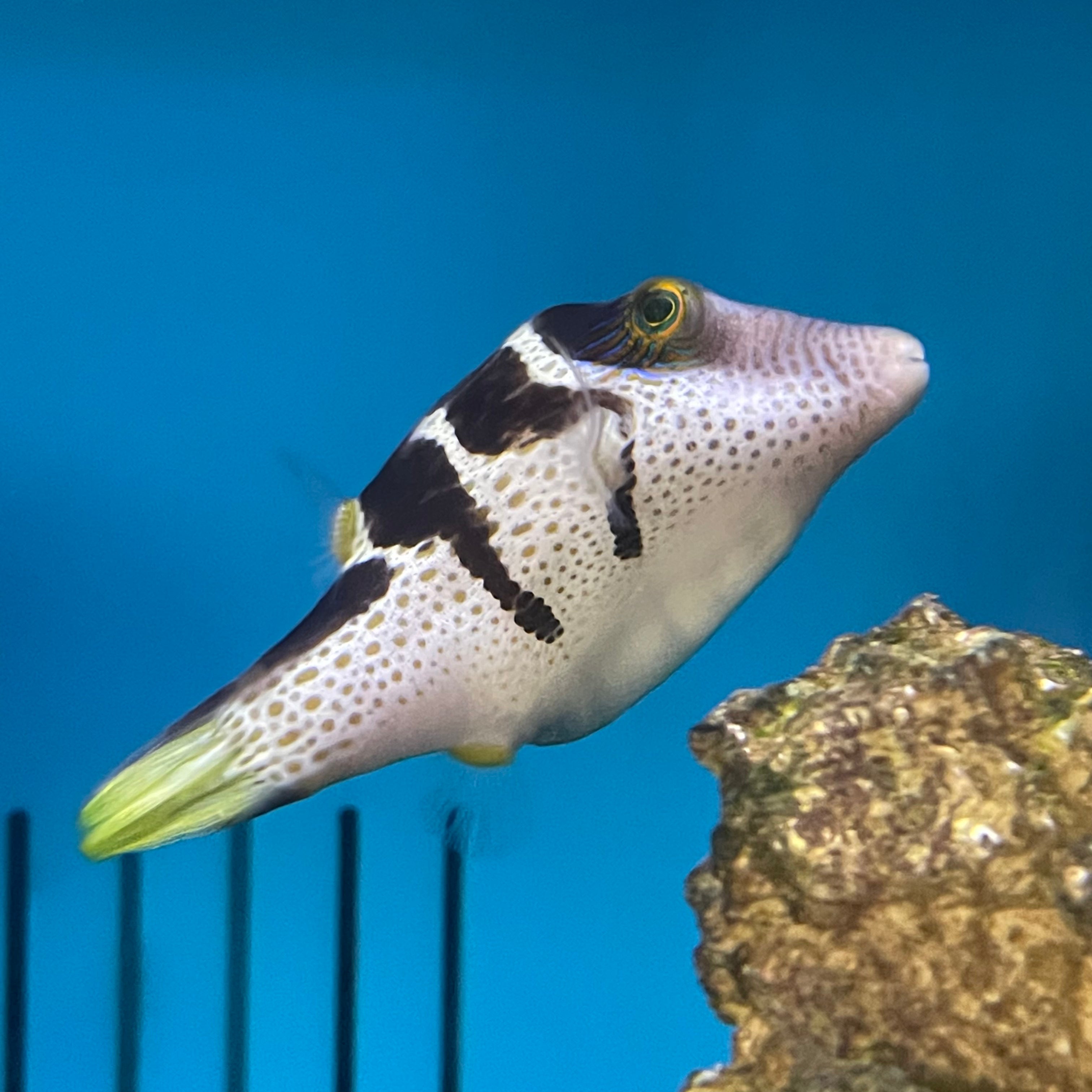 Valentini Puffer Sm. – Richmond Aquarium