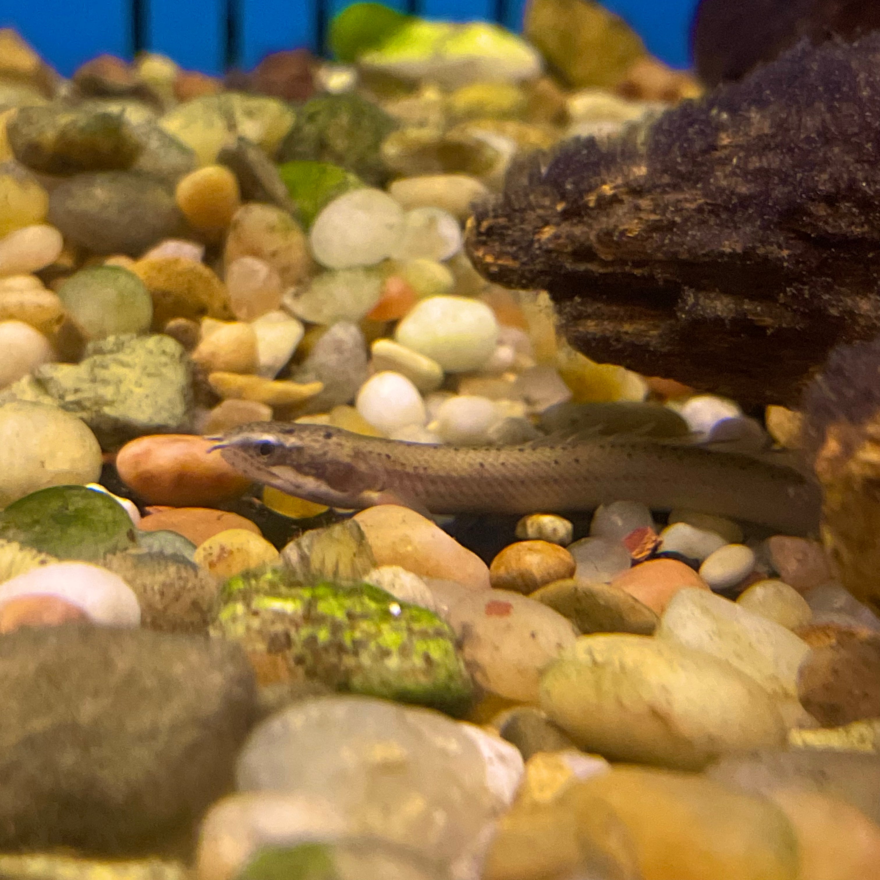 Senegal Bircher Med – Richmond Aquarium