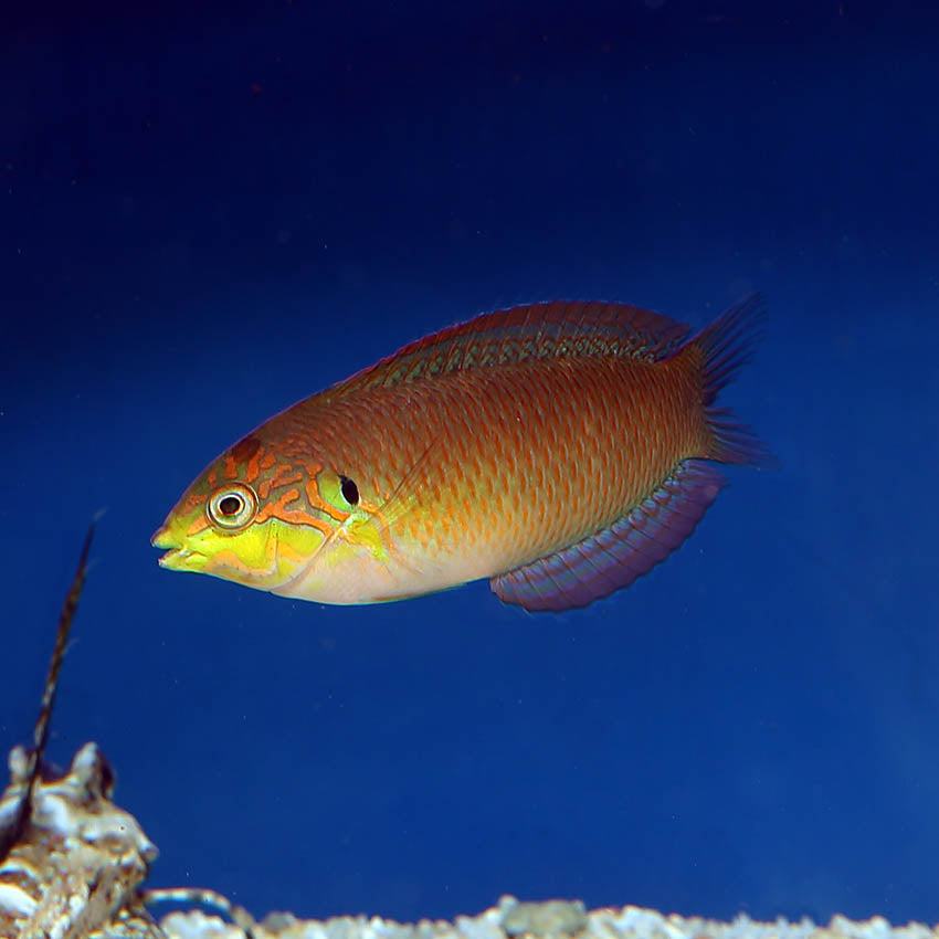 Moyeri Leopard Wrasse Med – Richmond Aquarium