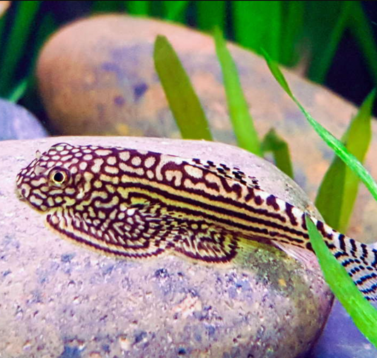 Loach – Richmond Aquarium