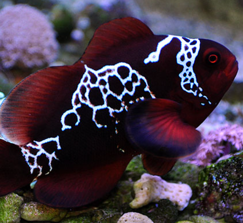 Lightning Maroon Clown – Richmond Aquarium