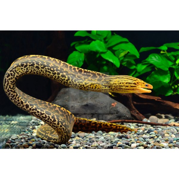 Borneo Tiger Eel 4-5" – Richmond Aquarium