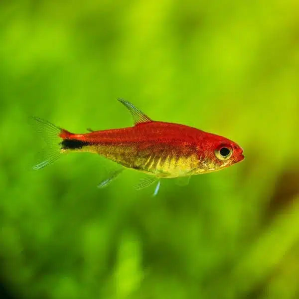 Ruby Line Tetra Med – Richmond Aquarium