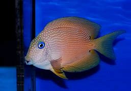Blue Eye Tang Med – Richmond Aquarium
