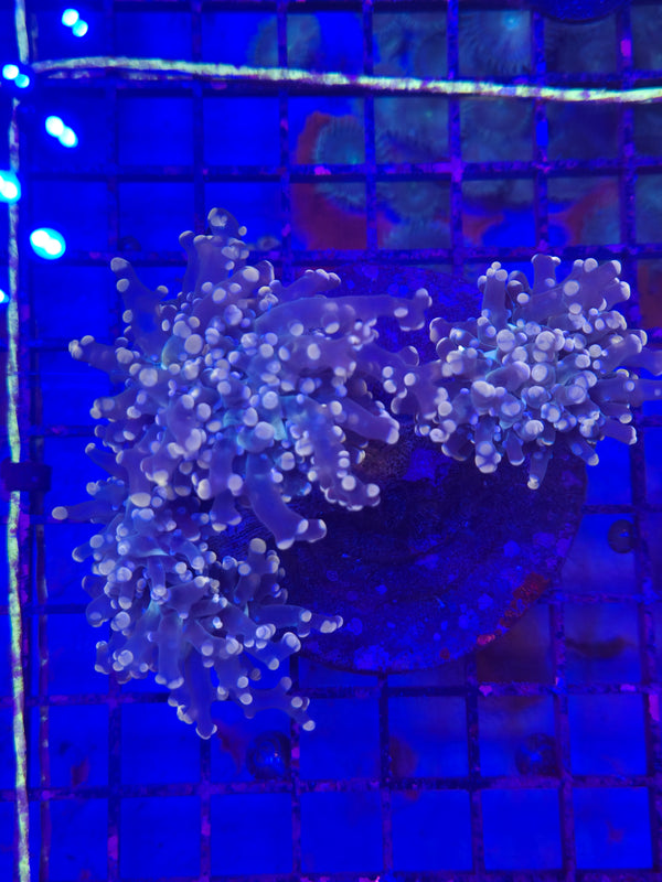 Indo Frogspawn Branching Peach Frag 3-4 Head – Richmond Aquarium