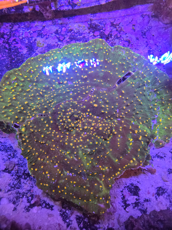 Space Invader Chalice Coral XXL – Richmond Aquarium
