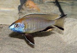 Malawi Hawk Cichlid Lg – Richmond Aquarium