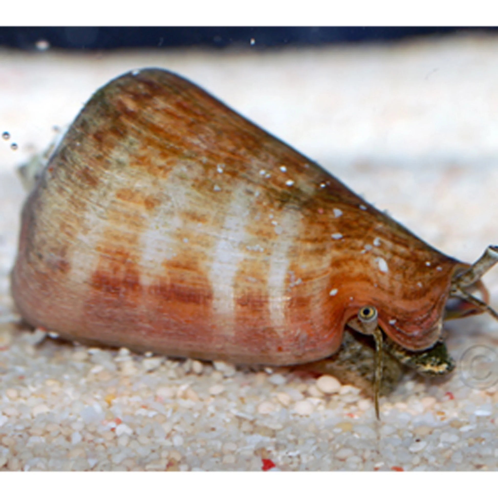 Tiger Sand Conch – Richmond Aquarium