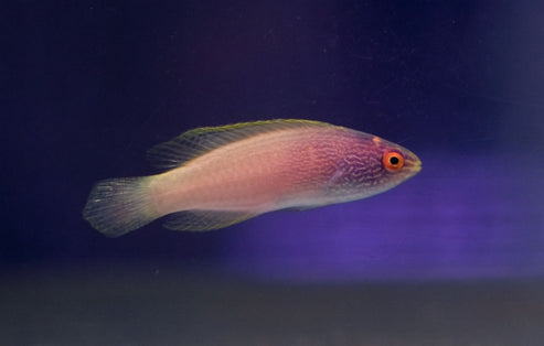 Rhomboid Wrasse Female Marshall Islands – Richmond Aquarium