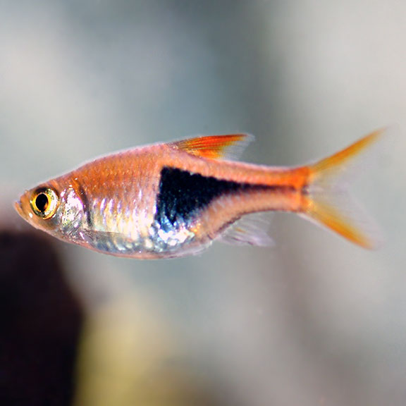 Tetra Rasbora Het Lg – Richmond Aquarium