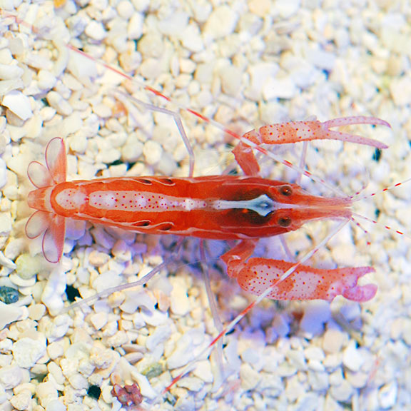 Snapping Pistol Shrimp – Richmond Aquarium