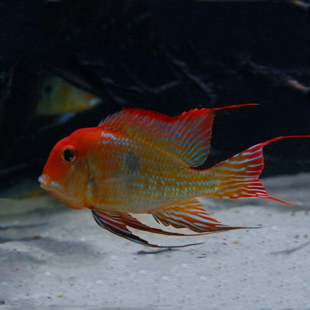 Cichlid Geophagus Red Head Tapajos – Richmond Aquarium